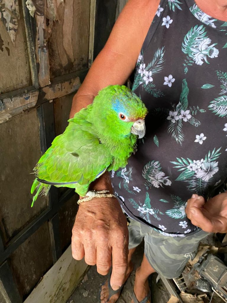 PC prende homem acusado de manter animais silvestres em cativeiro - SSP PC prende homem acusado de manter animais silvestres em cativeiro - SSP